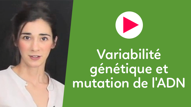 Variabilité génétique et mutation de l'ADN | SVT | Première | Les Bons ... Variabilité génétique et mutation de l'ADN | SVT | Première | Les Bons ...